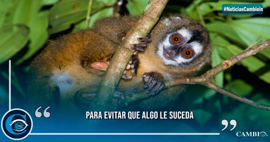 Poner bajo protección al Mono Nocturno Andino qué apareció en Ibagué ...